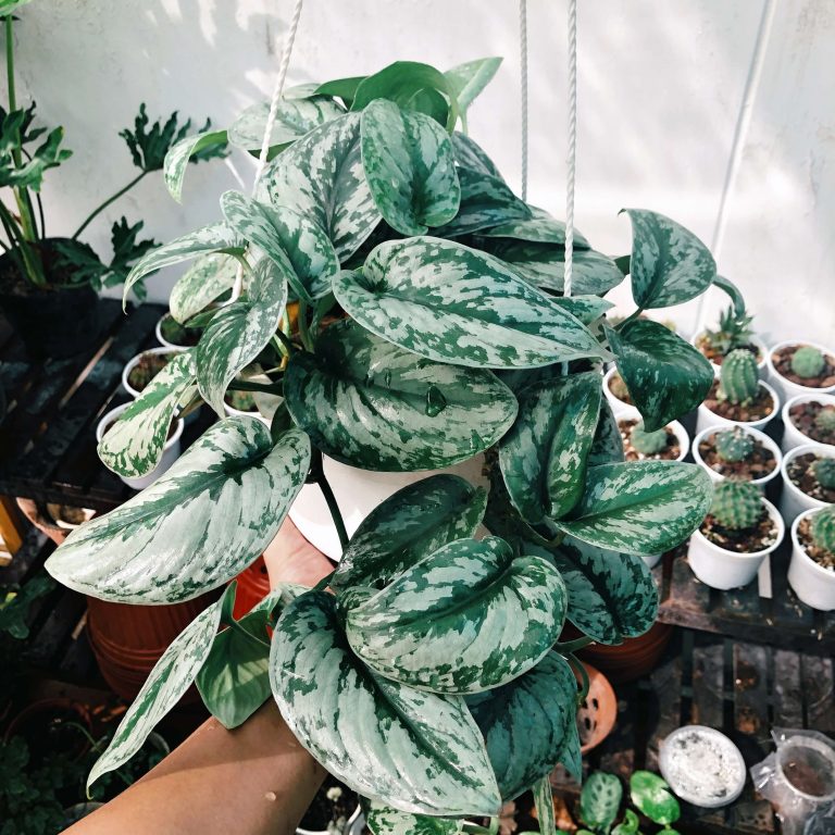 9 Best Indoor Plants for Busy Moms